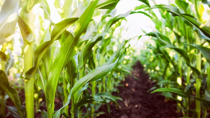 Kako se organska poljoprivreda može takmičiti sa konvencionalnom? | Slobodno vreme | Direktno