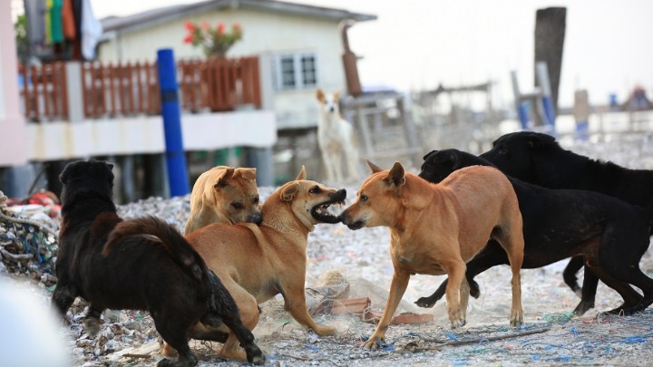 Psi lutalice izujedali ženu na Zvezdari | Beograd | Direktno
